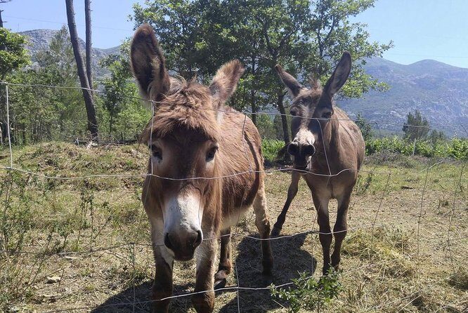 PRIVATE Wine Tour to Konavle country side - What the Reviews Say