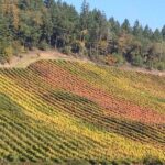 Private Wine Tour with Tastings from Eugene - The Complete Experience: What to Expect on the Tour