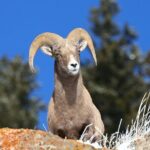 PRIVATE Wolf & Wildlife Watching in Yellowstone's Lamar Valley - FAQ