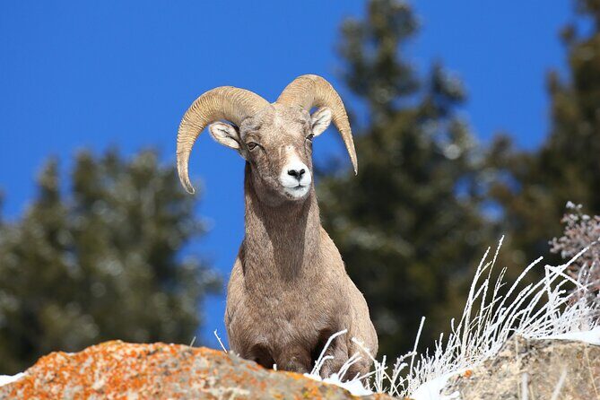 PRIVATE Wolf & Wildlife Watching in Yellowstone's Lamar Valley - FAQ