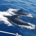 Private Yacht Tour With Whale and Dolphin Watching 33 Foot Boat - Final Thoughts: Is This Tour Worth It?