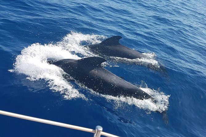 Private Yacht Tour With Whale and Dolphin Watching 33 Foot Boat - Final Thoughts: Is This Tour Worth It?