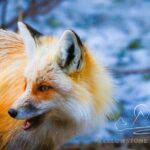 Private Yellowstone Journey from Gardiner, MT - Why This Tour Stands Out
