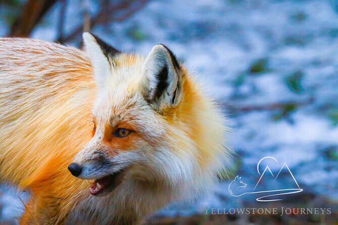 Private Yellowstone Journey from Gardiner, MT - Why This Tour Stands Out