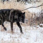 Private Yellowstone National Park Sightseeing Tour with Lunch - Authenticity and Expert Guidance: The Real Value