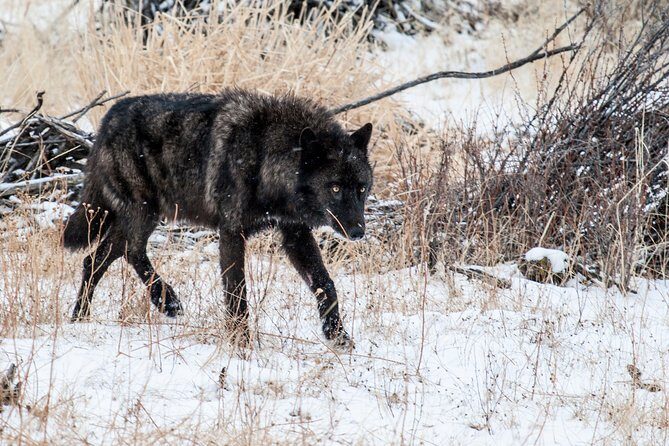 Private Yellowstone National Park Sightseeing Tour with Lunch - Authenticity and Expert Guidance: The Real Value
