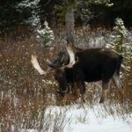 Private Yellowstone Park Van Tours from Bozeman and Big Sky - Value for Money