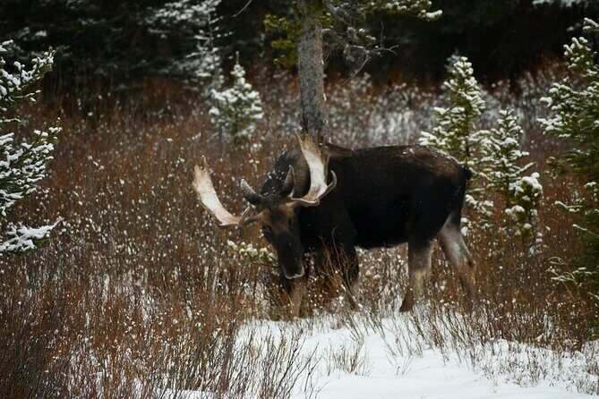 Private Yellowstone Park Van Tours from Bozeman and Big Sky - Value for Money