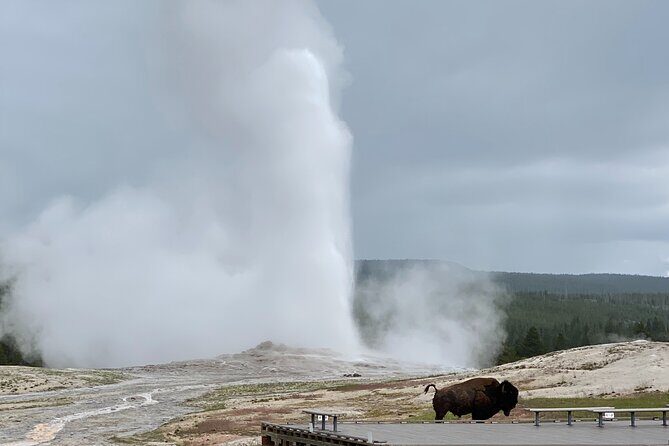 PRIVATE Yellowstone Tour 4 or more people- Picnic, Binoculars, Spotting Scope - Wildlife Viewing: Binoculars and Scope Enhance the Experience