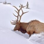 Private Yellowstone Wildlife Tours & Photo Safaris - Half Day - Who This Tour Suits Best