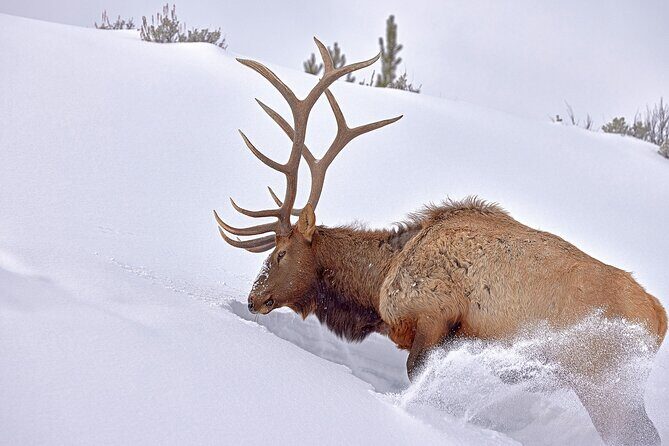 Private Yellowstone Wildlife Tours & Photo Safaris - Half Day - Who This Tour Suits Best