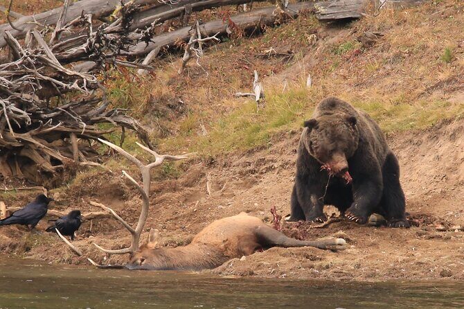 Private Yellowstone Wolf Watching & Wildlife Safari + lunch - What’s the Real Value?