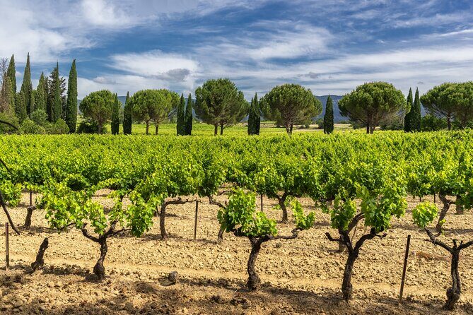 Provence Small Group Wine Full Day Tour in Chateauneuf du Pape vineyard from Aix - Wrapping Up