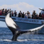 Provincetown: Whale Watching Cruise - The Experience from Reviews