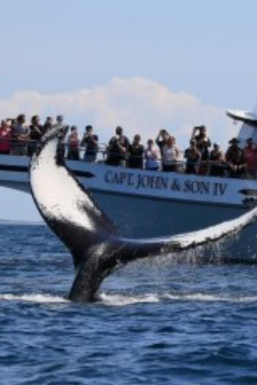 Provincetown: Whale Watching Cruise - The Experience from Reviews