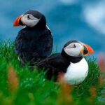 Puffin Safari Boat Tour - What Makes This Tour Special?