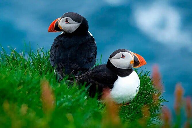 Puffin Safari Boat Tour - What Makes This Tour Special?