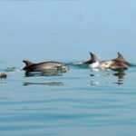 Pula: Brijuni Dolphin Watching cruise with Dinner & Sunset - Authentic Encounters and What They Mean