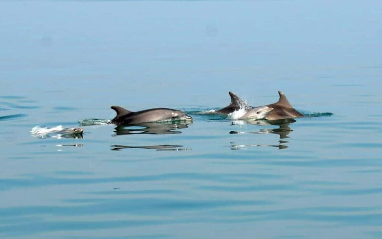 Pula: Brijuni Dolphin Watching cruise with Dinner & Sunset - Authentic Encounters and What They Mean