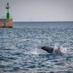 Pula: Brijuni National Park Sunset, Dolphins & Dinner Cruise - Why This Tour Is Worth Considering