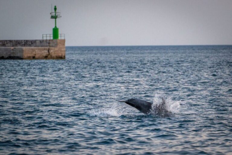 Pula: Brijuni National Park Sunset, Dolphins & Dinner Cruise - Why This Tour Is Worth Considering