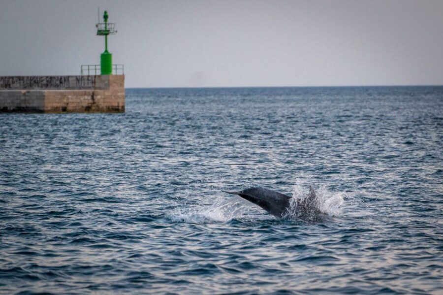Pula: Brijuni National Park Sunset, Dolphins & Dinner Cruise - Why This Tour Is Worth Considering