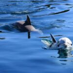 Pula: Private Dolphins & Sunset Tour With Dinner & Drinks - Detailed Breakdown of What to Expect