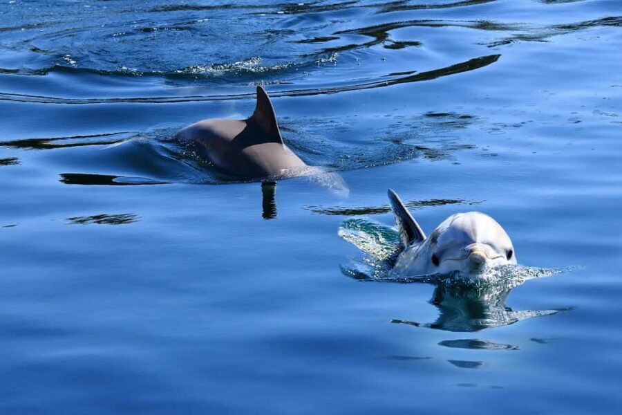 Pula: Private Dolphins & Sunset Tour With Dinner & Drinks - Detailed Breakdown of What to Expect