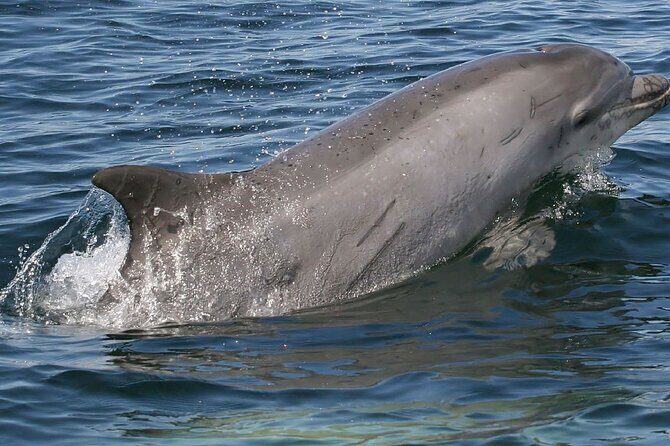 Punta Gorda/Boca Grande Beach Day Private 5hr Charter - Key Points