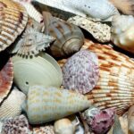 Punta Gorda /Boca Grande Four Hour Beach Day/ Cayo Costa Beach - Who Will Love This Tour?