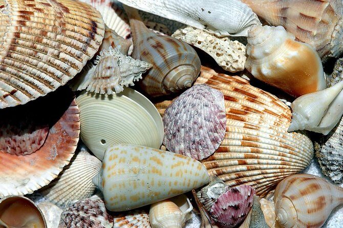 Punta Gorda /Boca Grande Four Hour Beach Day/ Cayo Costa Beach - Who Will Love This Tour?