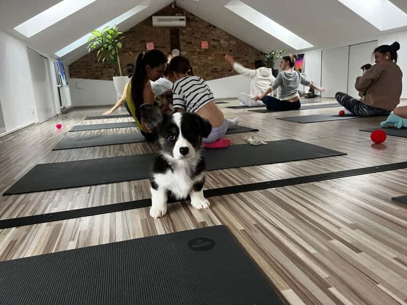Puppy Yoga in Riga - An Honest Look at the Experience