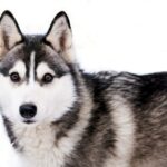 Pyhätunturi: Husky Safari including Farm Visit - Practical Details & Considerations