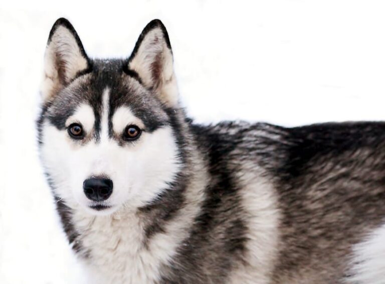 Pyhätunturi: Husky Safari including Farm Visit - Practical Details & Considerations