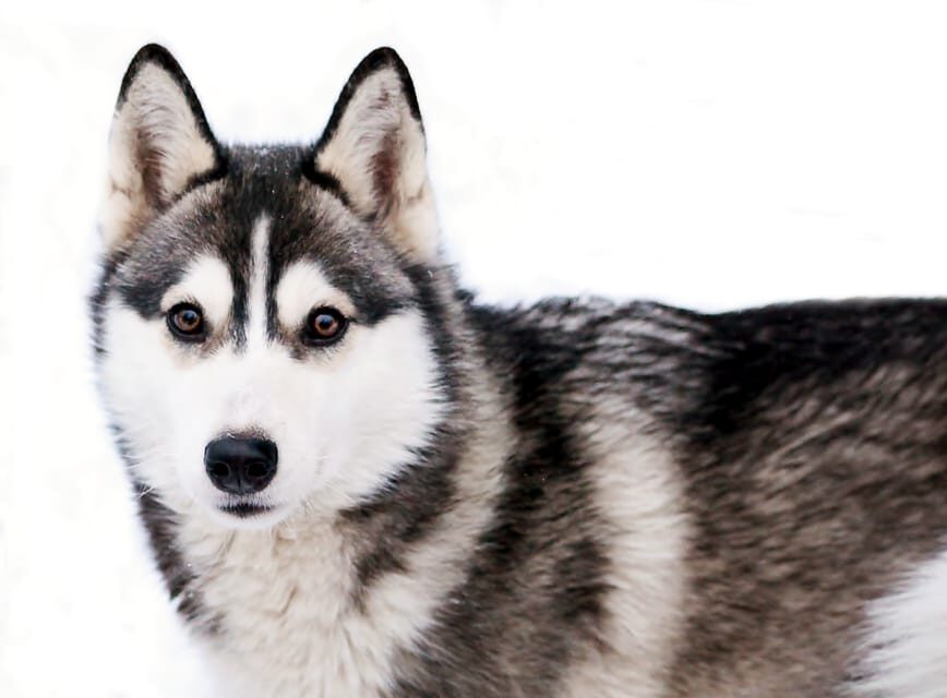 Pyhätunturi: Husky Safari including Farm Visit - Practical Details & Considerations