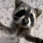 Raccoon Island Boat Tour - Indian Creek, Sanbar and Raccoons - An In-Depth Look at the Tour Experience
