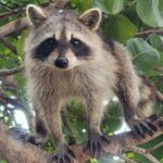 Raccoon Island: Exploration on SUP/Kayak - A Detailed Breakdown of the Itinerary
