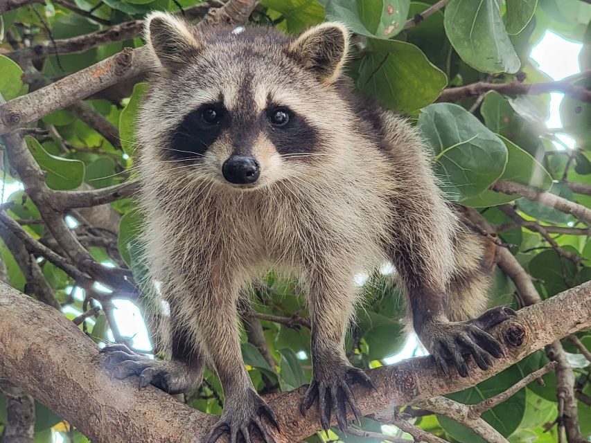Raccoon Island: Exploration on SUP/Kayak - A Detailed Breakdown of the Itinerary