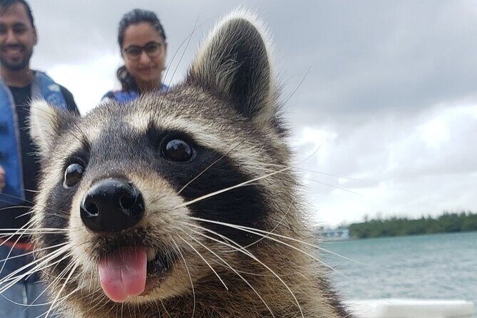 Raccoon Island Exploration on SUP/Kayak - Frequently Asked Questions