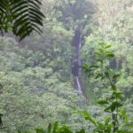 Rainforest Waterfall Trail and Shuttle Service - What to Expect from the Tour