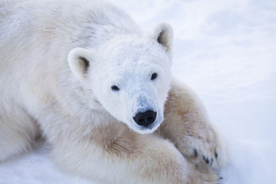 Ranua Wildlife Park Day: Visit the Arctic Animals - The Itinerary Breakdown