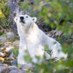 Ranua: Wildlife Park Entrance Ticket - The Highlight: Finland’s Only Polar Bear