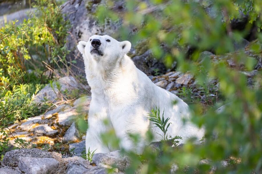 Ranua: Wildlife Park Entrance Ticket - The Highlight: Finland’s Only Polar Bear