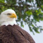 Raptor Encounters and Immersive Dome Experience - The Educational Raptor Encounter