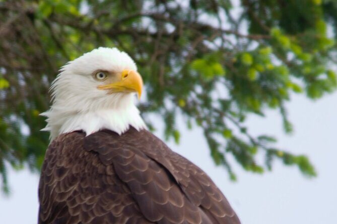 Raptor Encounters and Immersive Dome Experience - The Educational Raptor Encounter
