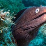 RECREATIONAL DIVE (certified divers only) : Explore Canarian Sealife - What You Can Expect on This Tenerife Dive Tour