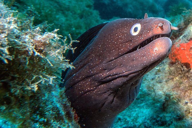 RECREATIONAL DIVE (certified divers only) : Explore Canarian Sealife - What You Can Expect on This Tenerife Dive Tour