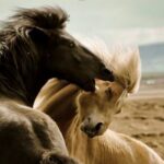 Red Canyons Best Of The Wild West Wild Mustang+Rafting Adventure - What to Expect from This Adventure