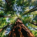 Redwoods Full-day Private Tour and Hike - Final Thoughts