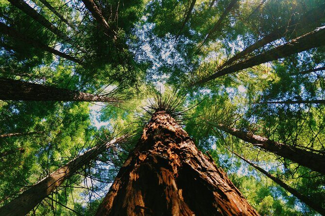 Redwoods Full-day Private Tour and Hike - Final Thoughts
